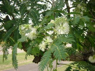 Vivero Montenativo, flora de Uruguay
